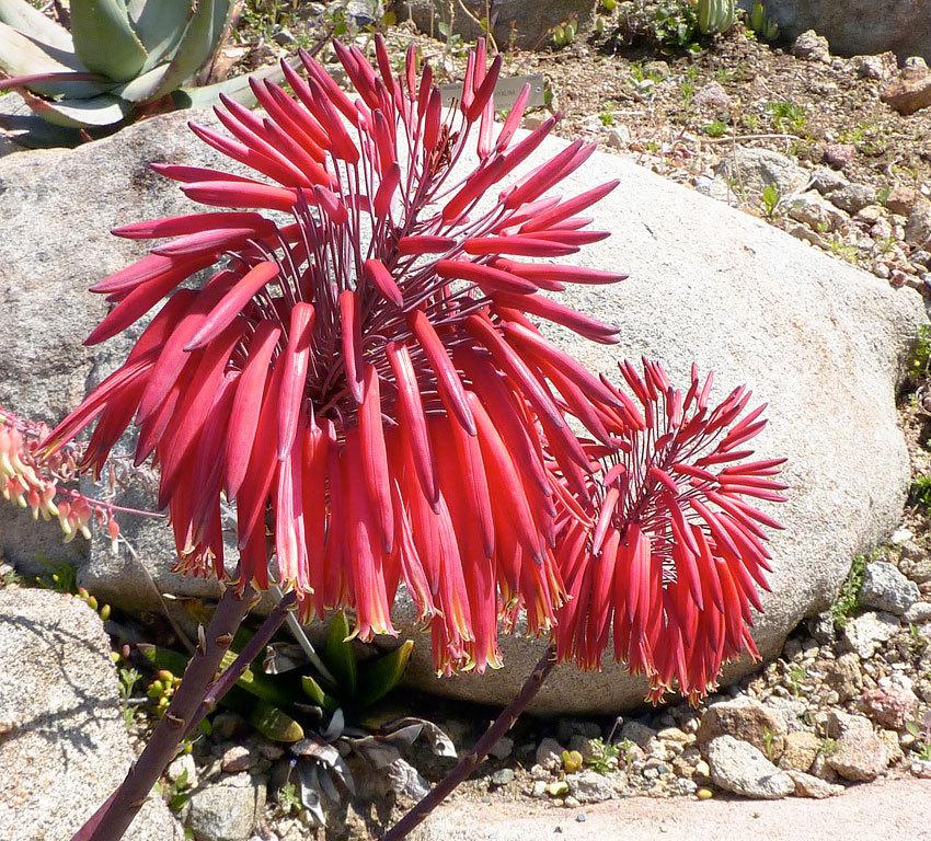Compton's Aloe (Aloe comptonii) in the Aloes Database - Garden.org