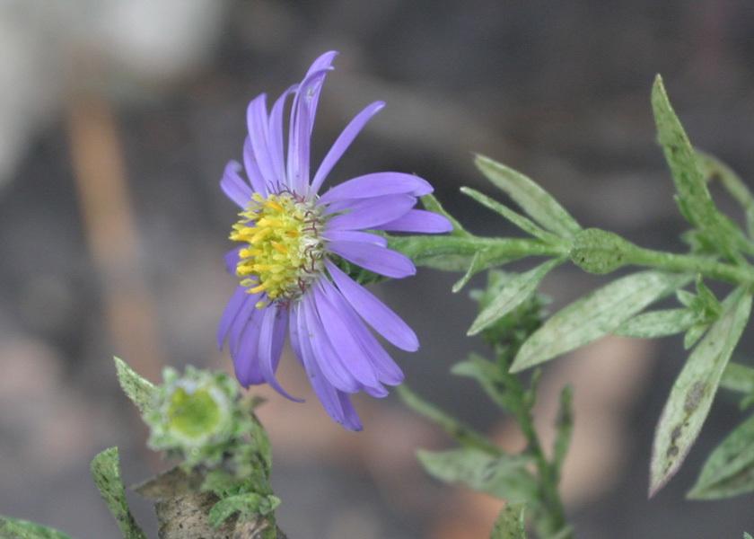 Hardy Aster (Symphyotrichum 'Blue Autumn') in the Asters Database ...