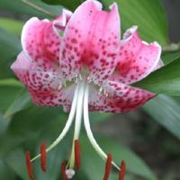 Lily (Lilium speciosum var. speciosum 'Uchida') in the Lilies Database ...