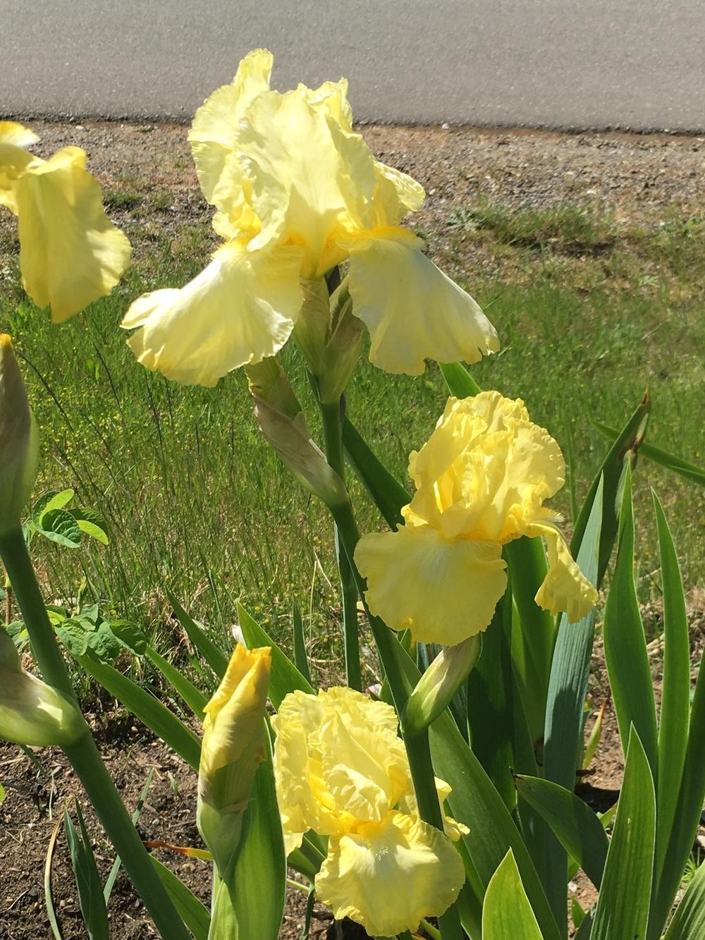 Tall Bearded Iris (Iris 'Olympic Gold') in the Irises Database - Garden.org