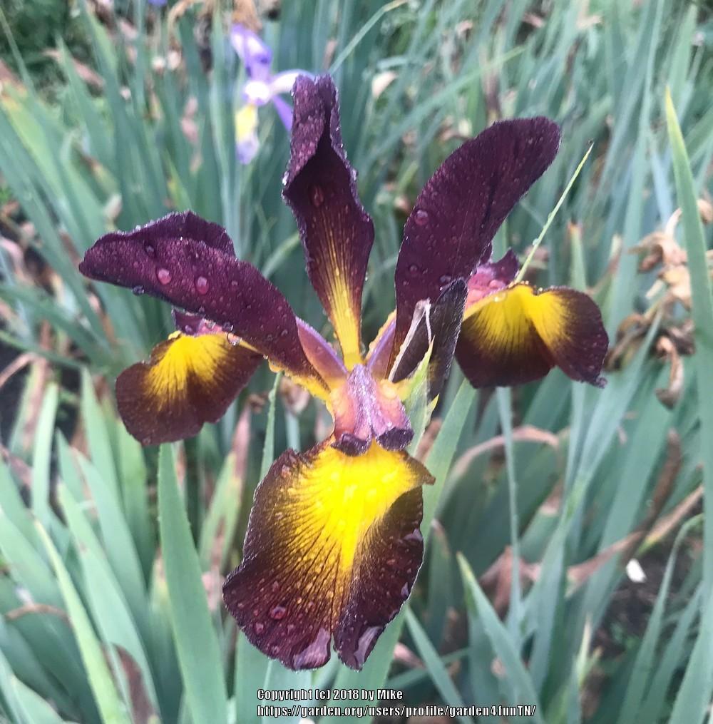 Spuria Iris (Iris 'Kaibab Trail') in the Irises Database - Garden.org
