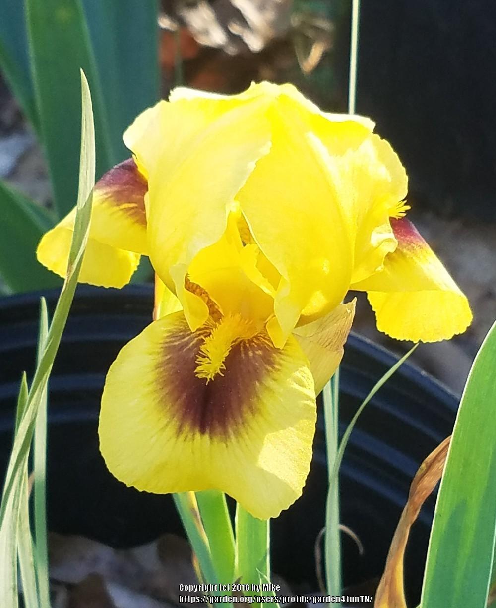 Arilbred Iris (Iris 'Solomon's Glory') in the Irises Database - Garden.org