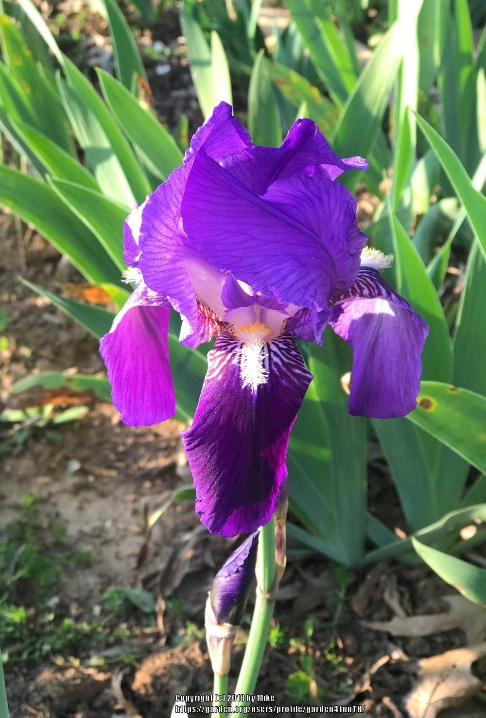 Intermediate Bearded Iris (Iris 'Kharput') in the Irises Database ...