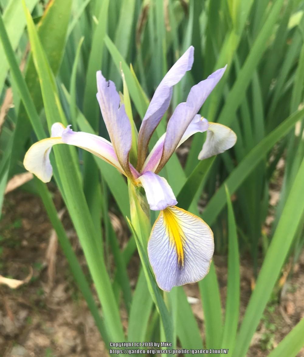 Spuria Iris (Iris 'Carthalinae') in the Irises Database - Garden.org