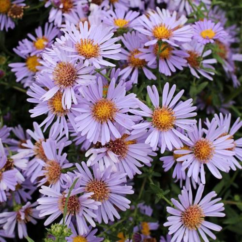 Common California Aster (Symphyotrichum chilense) in the Asters ...