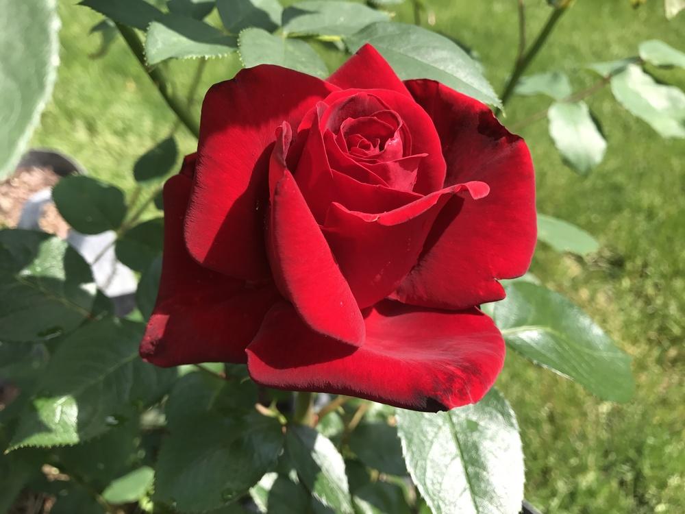 Rose (Rosa 'Red Masterpiece') in the Roses Database - Garden.org