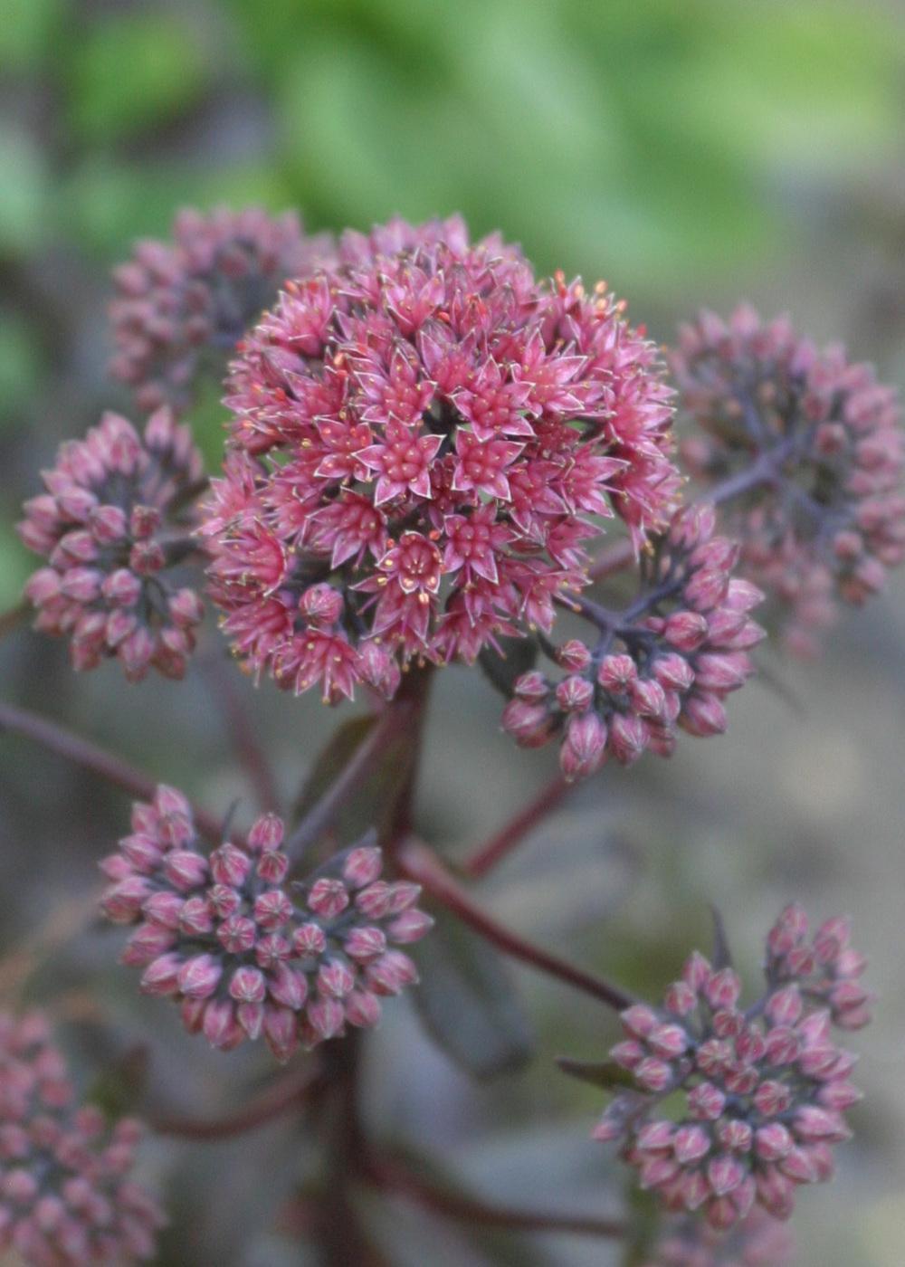 Sedum (Hylotelephium telephium subsp. telephium 'Ringmore Ruby ...