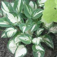 Hosta 'Holy Mouse Ears' in the Hostas Database - Garden.org