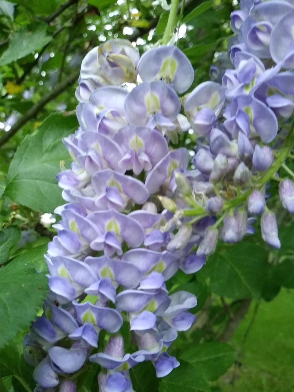 Wisterias: Plant Care and Collection of Varieties - Garden.org