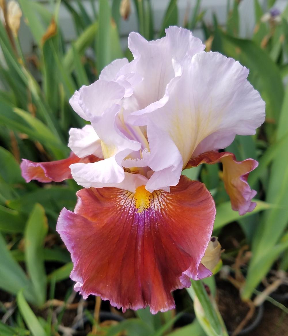 Photo of the bloom of Tall Bearded Iris (Iris 'Lady Leigh') posted by mesospunky - Garden.org