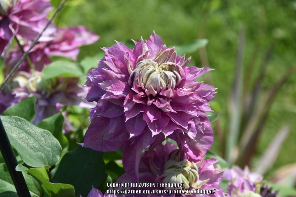 Photo of the bloom of Clematis 'Kaiser' posted by treehugger - Garden.org