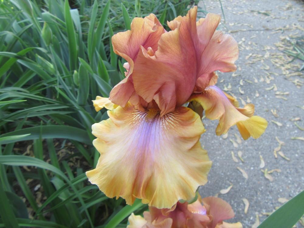 Tall Bearded Iris (Iris 'Bronze Warrior') in the Irises Database ...