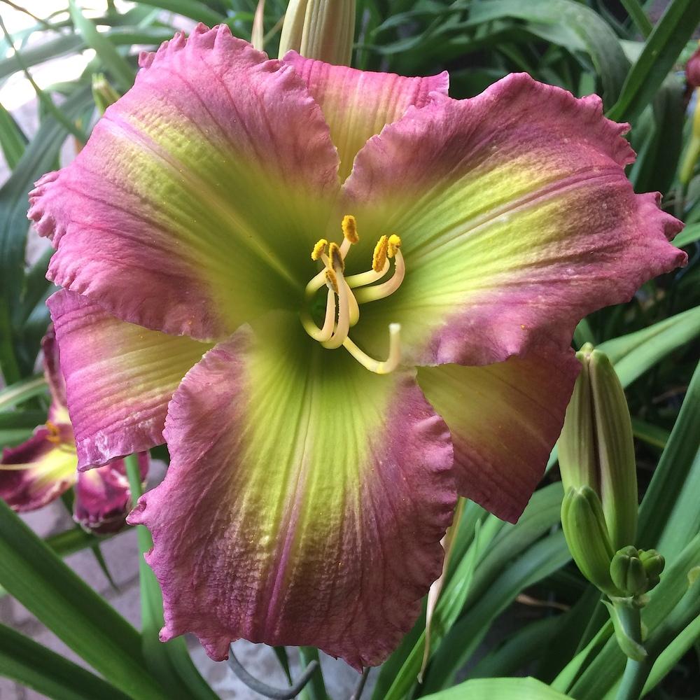 Daylily (Hemerocallis 'Green Scream') in the Daylilies Database ...