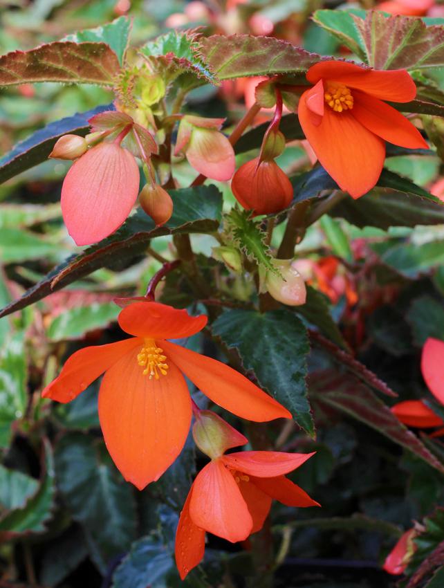 Bolivian Begonia (Begonia boliviensis 'California Sunlight') in the ...