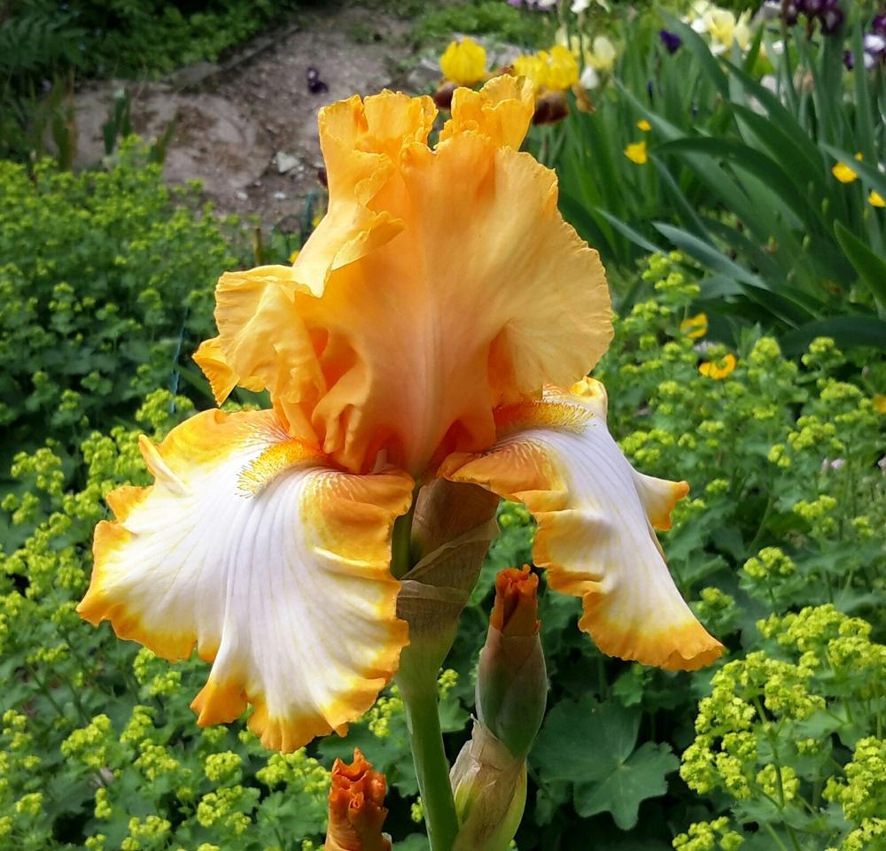 Photo of the bloom of Tall Bearded Iris (Iris 'Return Address') posted ...