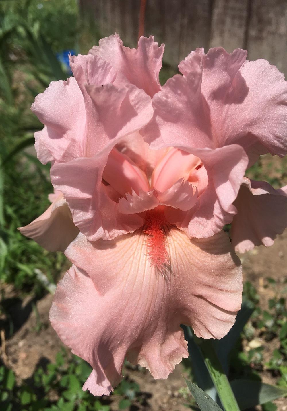 Photo of the bloom of Tall Bearded Iris (Iris 'Magical Encounter ...