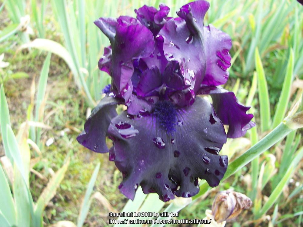 Photo of the bloom of Tall Bearded Iris (Iris 'Raven Girl') posted by ...