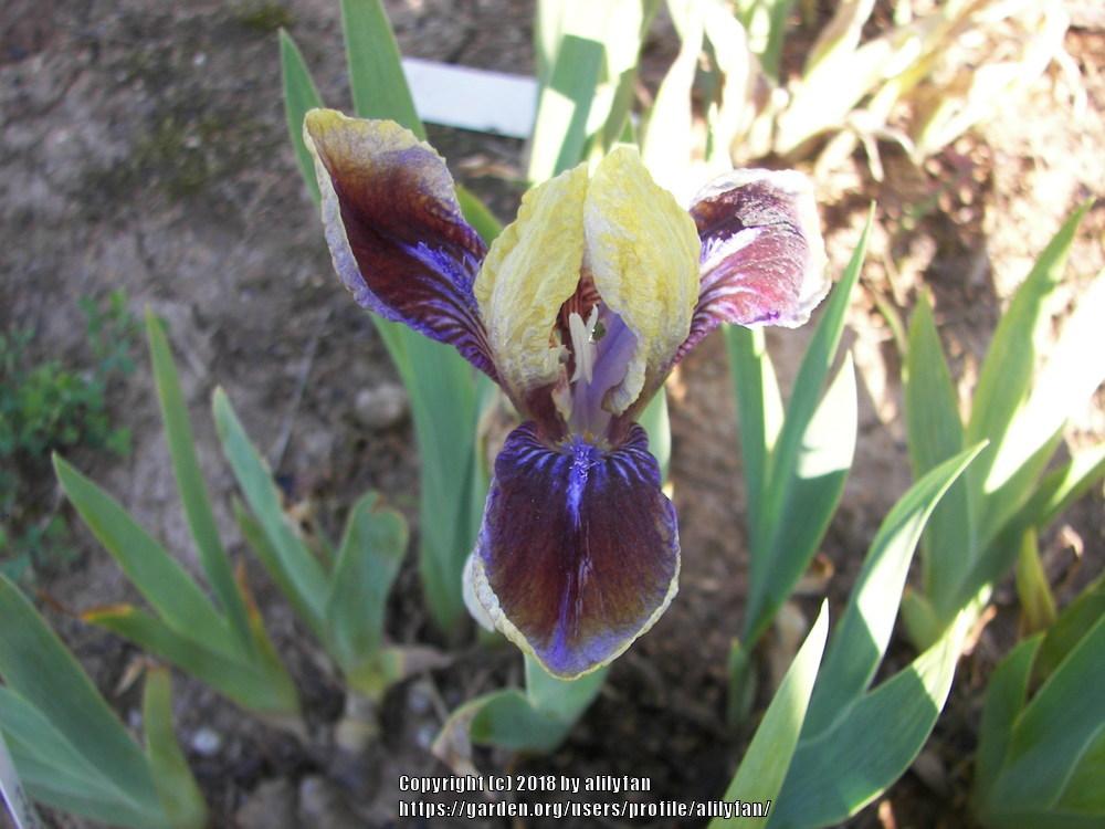 Photo of the bloom of Standard Dwarf Bearded Iris (Iris 'Rainbow Rim') posted by alilyfan ...