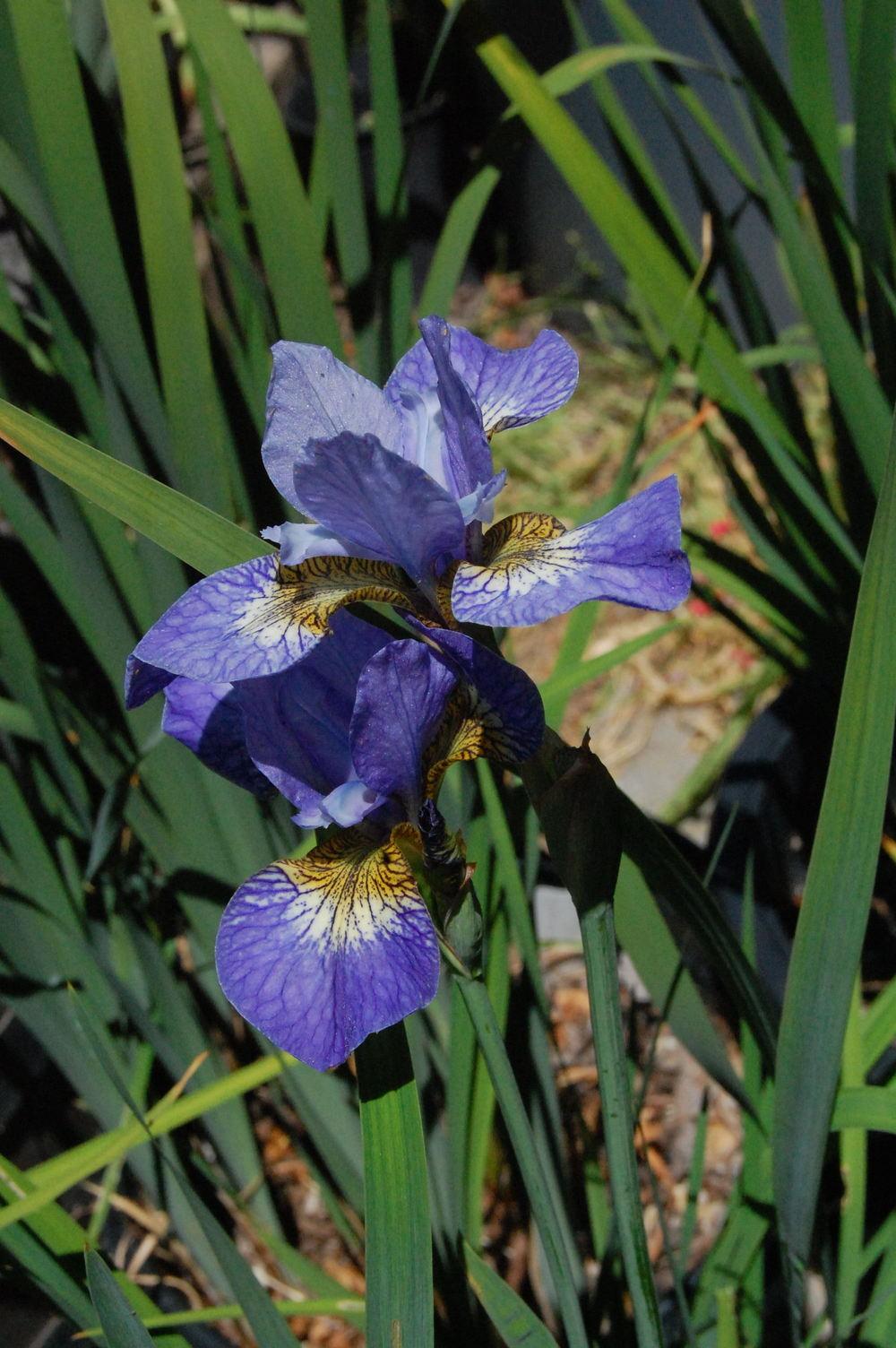 Siberian Iris (Iris 'Sparkle') in the Irises Database - Garden.org