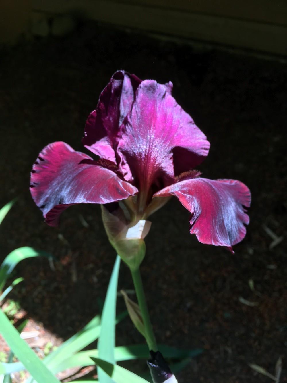 Tall Bearded Iris (Iris 'Maroon Moon') in the Irises Database - Garden.org