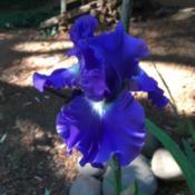 Tall Bearded Iris (Iris 'Full Tide') in the Irises Database - Garden.org