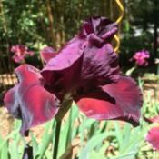 Tall Bearded Iris (Iris 'Maroon Moon') in the Irises Database - Garden.org