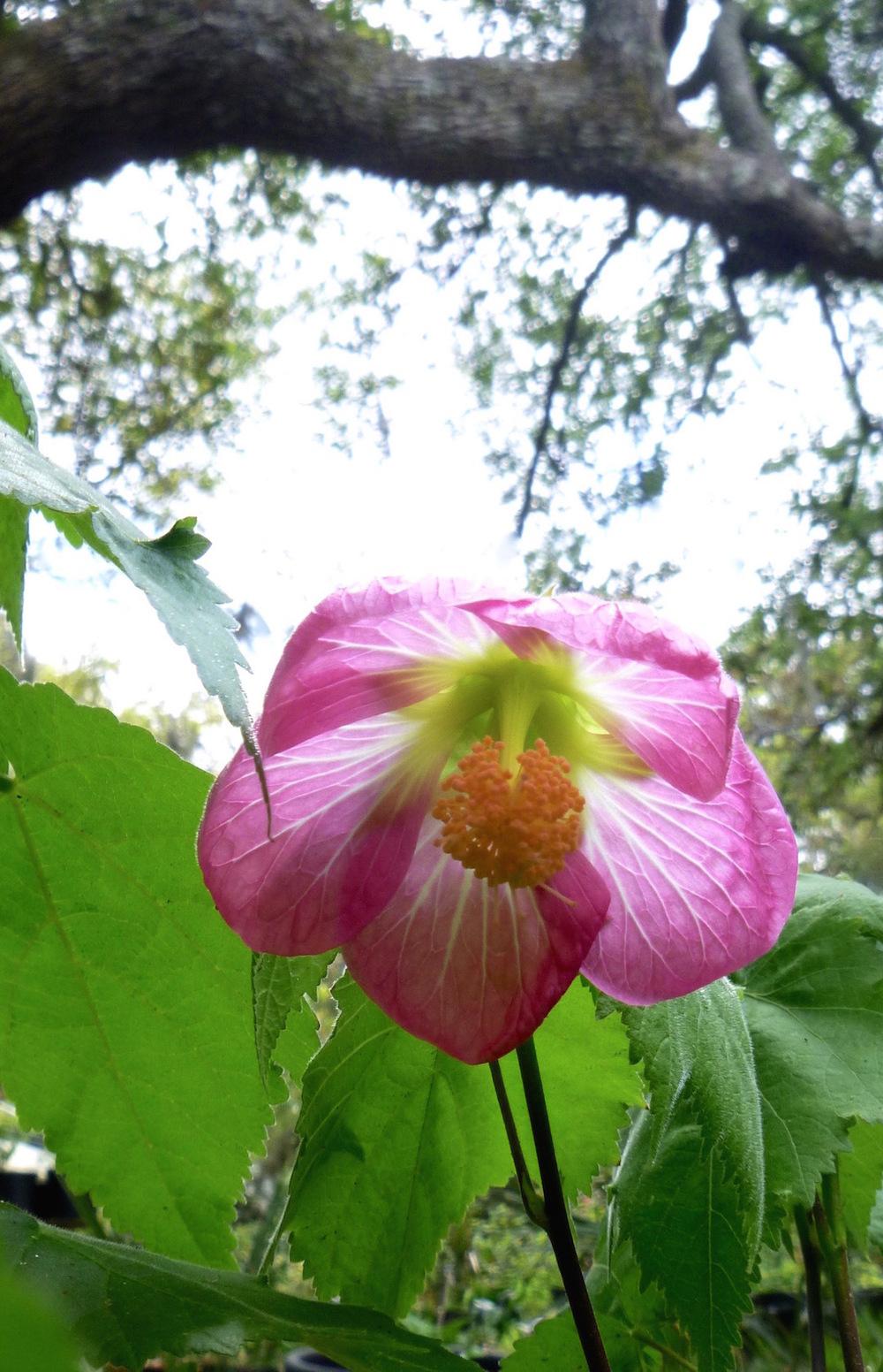 Photo of the bloom of Flowering Maple (Abutilon 'Talini's Pink') posted ...