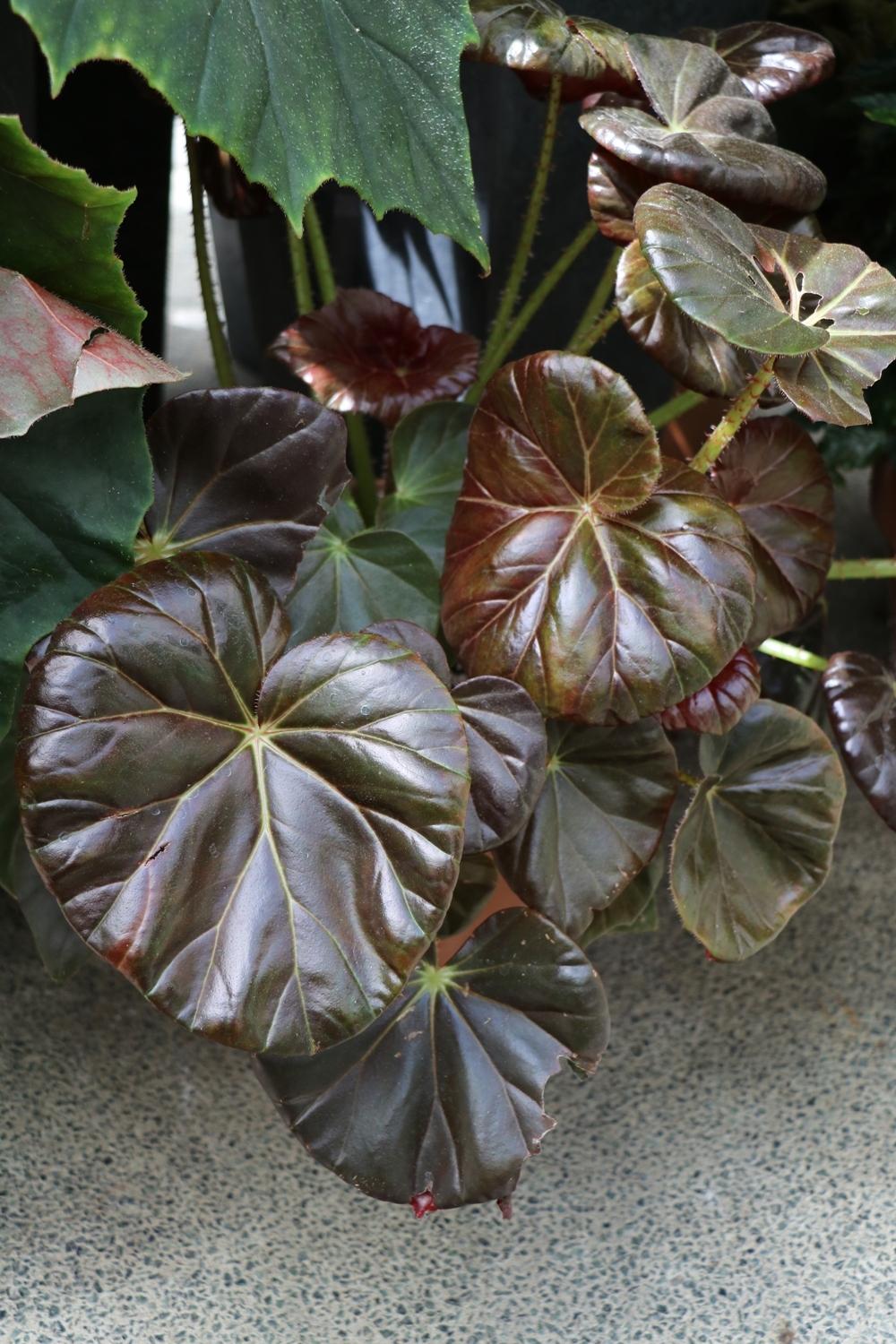 Begonia 'Red Fred' in the Begonias Database - Garden.org