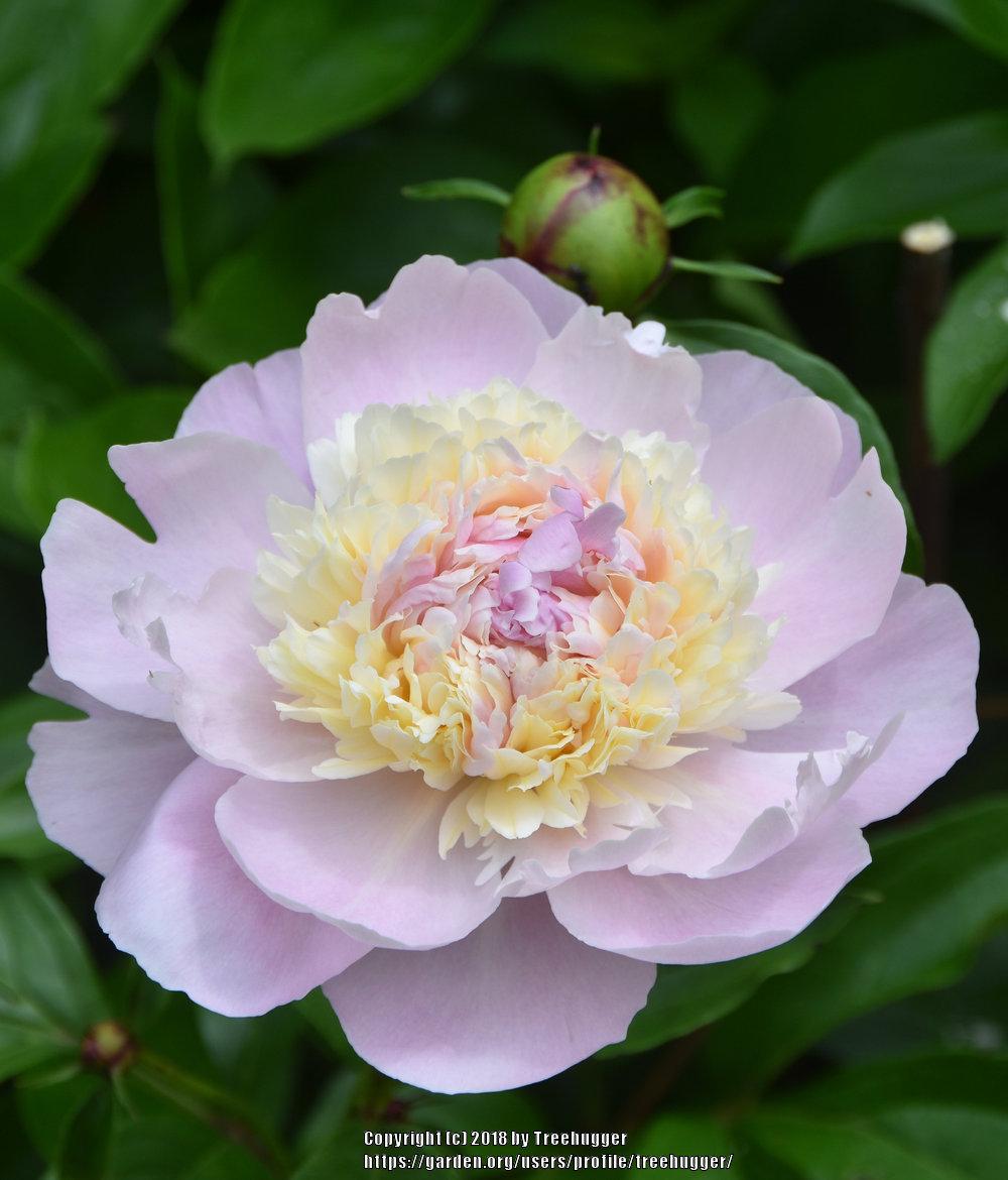 Photo of the bloom of Peony (Paeonia lactiflora 'Raspberry Sundae ...