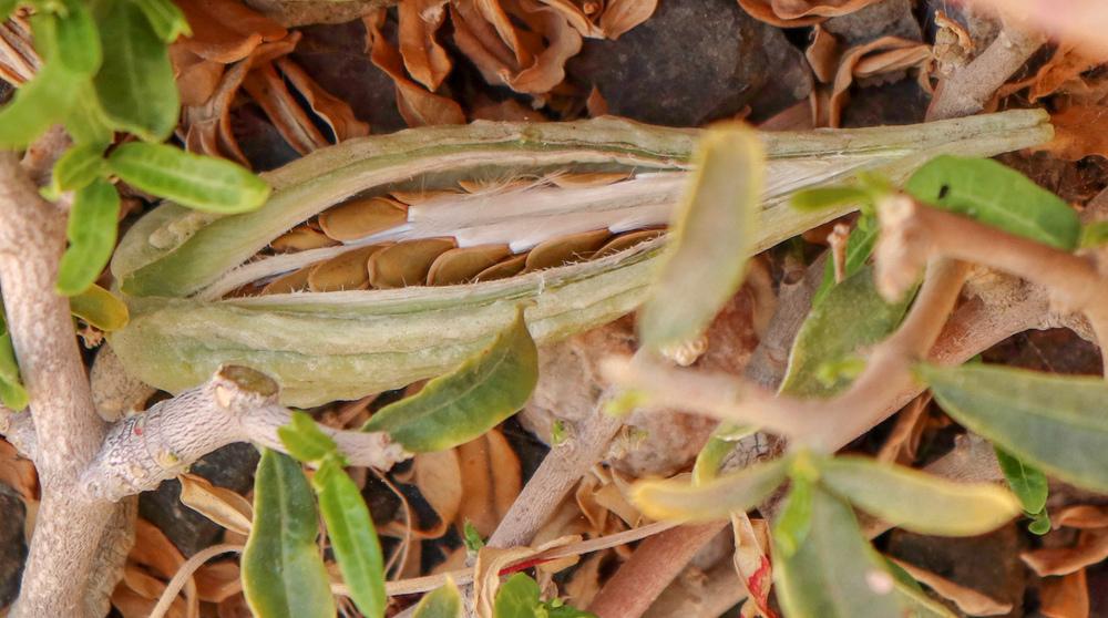 Photo of the fruit of Fockea (Fockea edulis) posted by Baja_Costero ...