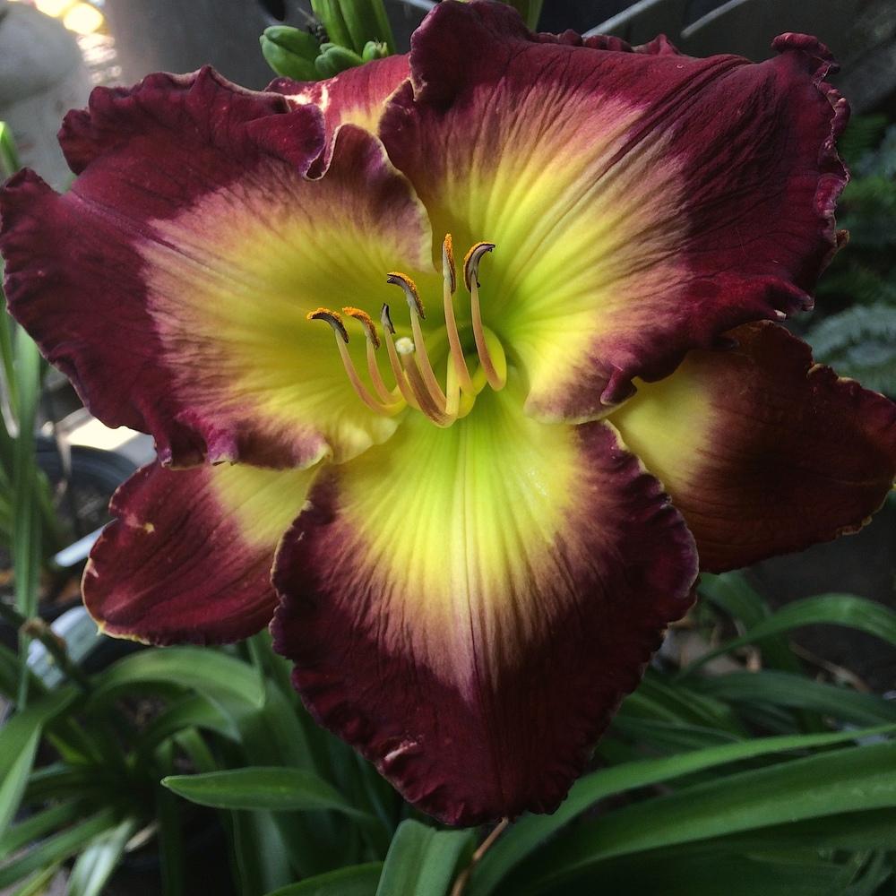 Daylilies: Plant Care and Collection of Varieties - Garden.org