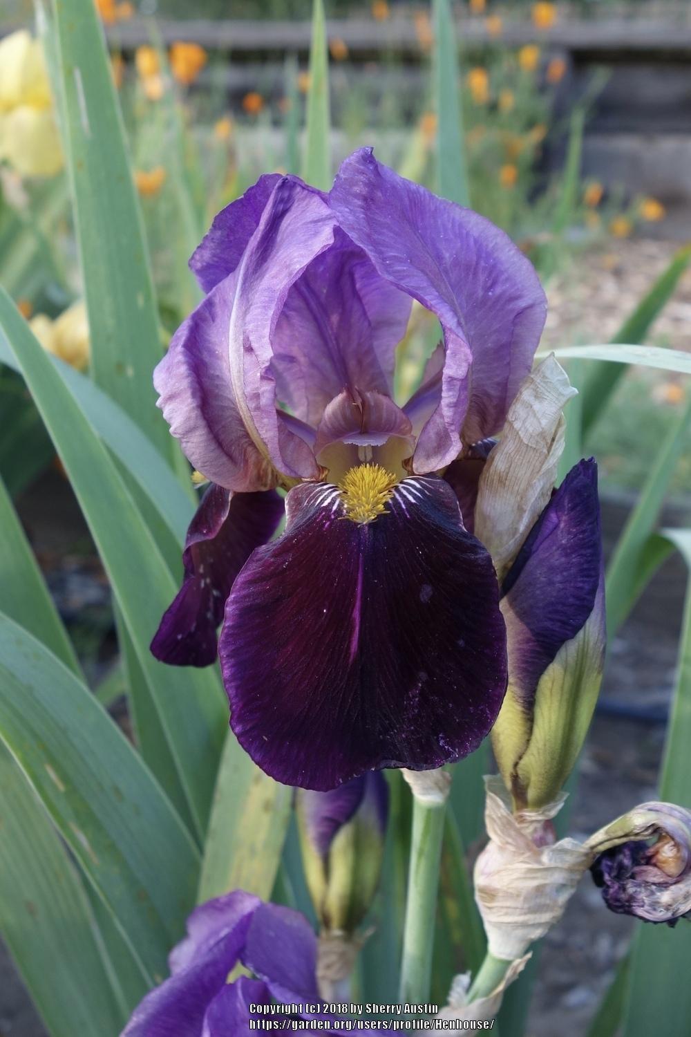 Tall Bearded Iris (Iris 'Nightfall') in the Irises Database - Garden.org