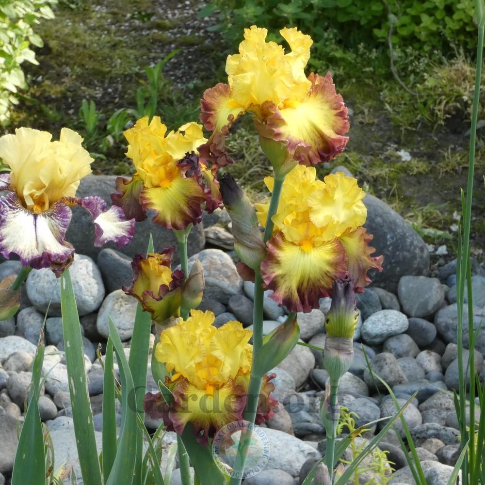 Photo of the entire plant of Tall Bearded Iris (Iris 'Summer Shadow ...
