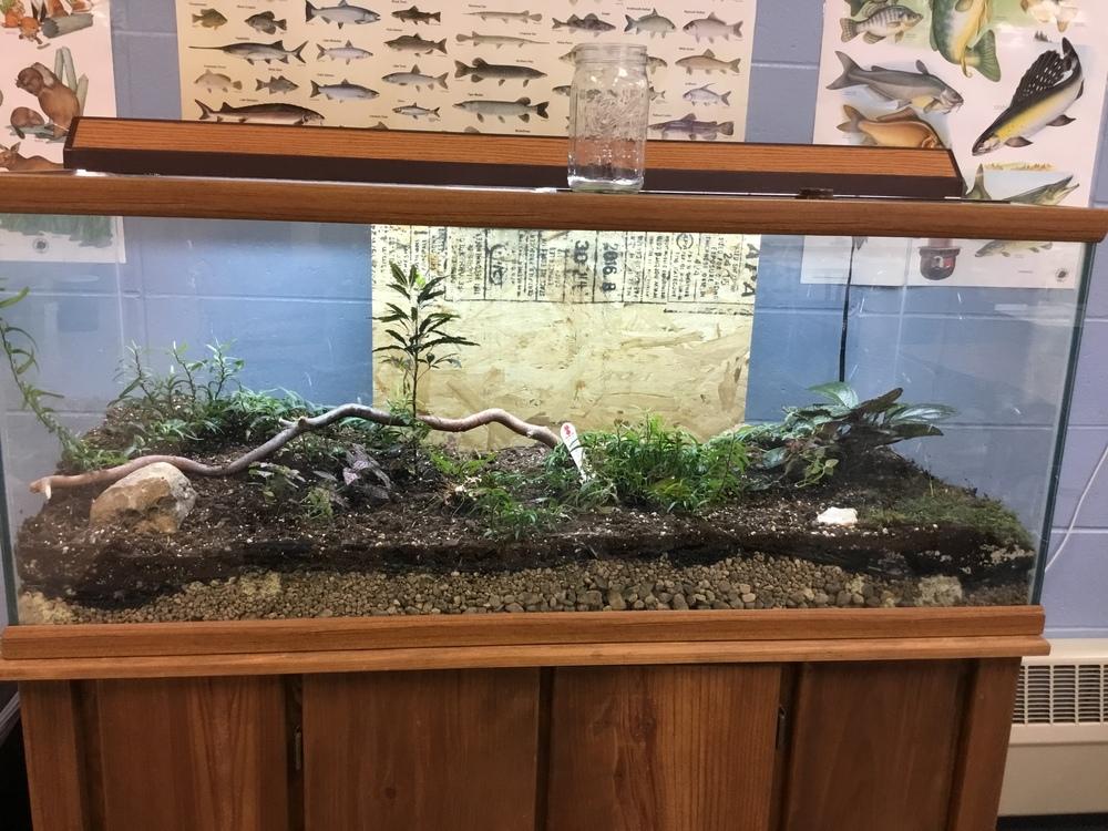 Classroom Terrarium in the Ask a Question forum - Garden.org