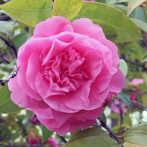 Hybrid Camellia (Camellia 'Debbie') in the Camellias Database - Garden.org