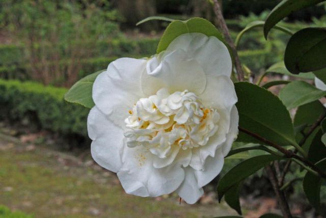 Camellia 'Southern Snowball' in the Camellias Database - Garden.org