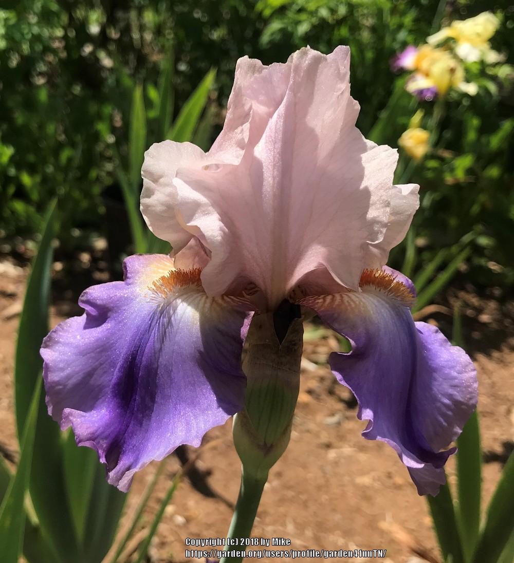 Tall Bearded Iris (Iris 'Touché') in the Irises Database - Garden.org
