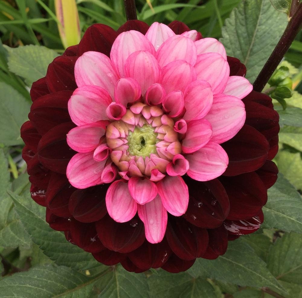 Dahlia 'Daria in Love' in the Dahlias Database - Garden.org
