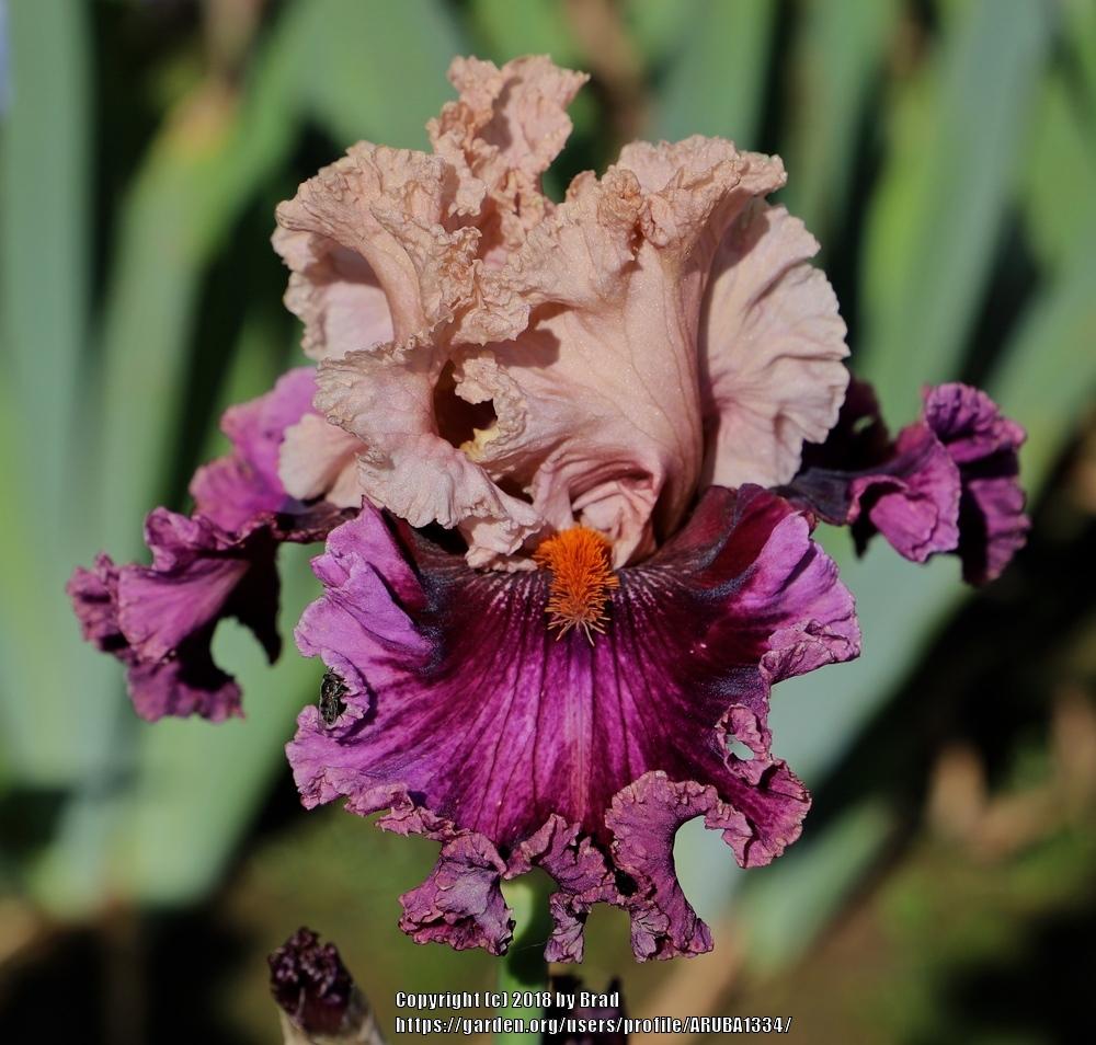 Tall Bearded Iris (Iris 'Elite') in the Irises Database - Garden.org