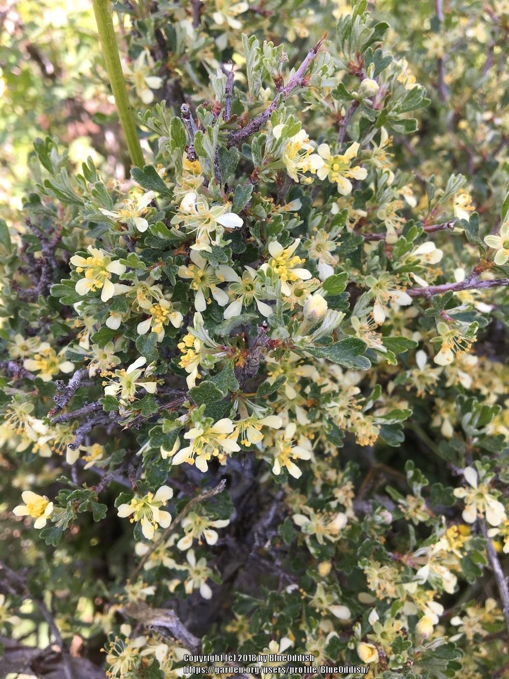 Antelope Bitterbrush (Purshia tridentata) - Garden.org