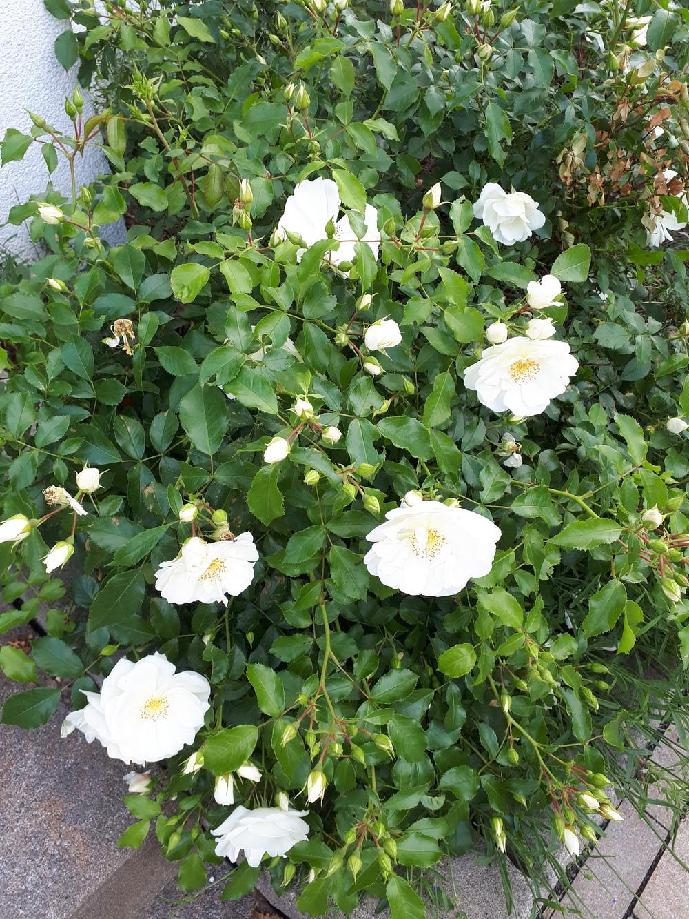 Rose identification in the Plant ID forum - Garden.org