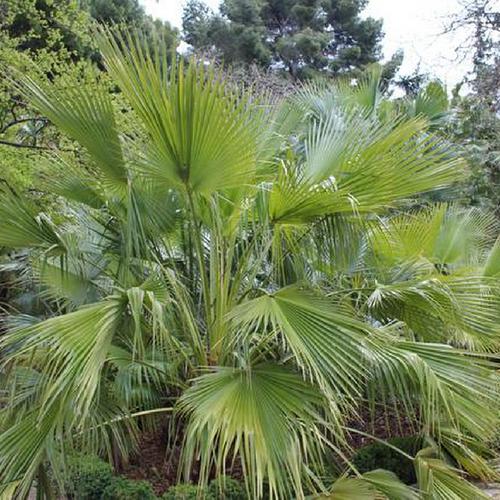 San Jose Hesper Palm (Brahea brandegeei) - Garden.org