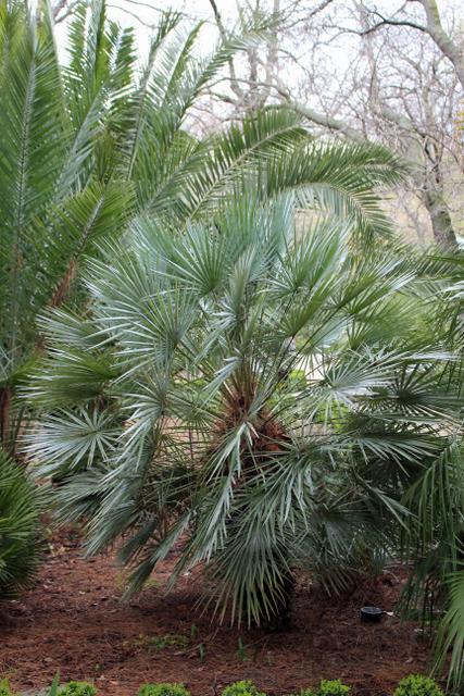 Blue Mediterranean Fan Palm (Chamaerops humilis var. argentea) - Garden.org