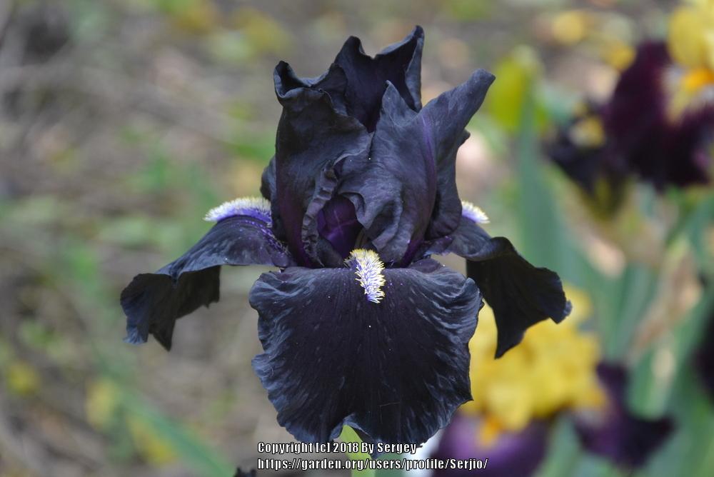 Tall Bearded Iris (Iris 'Here Comes the Night') in the Irises Database ...