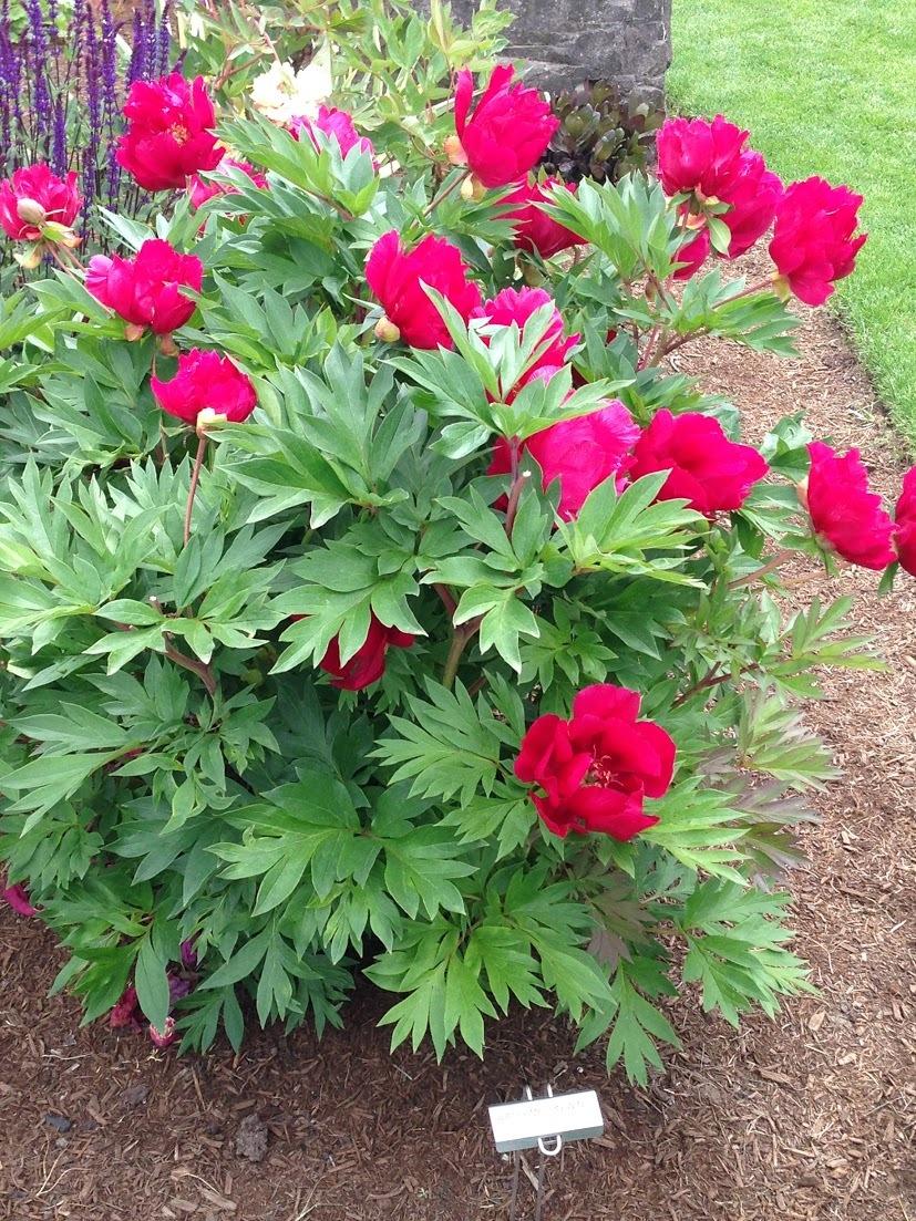 Roger F. Anderson, Fort Atkinson, Wisconsin in the Peonies forum ...