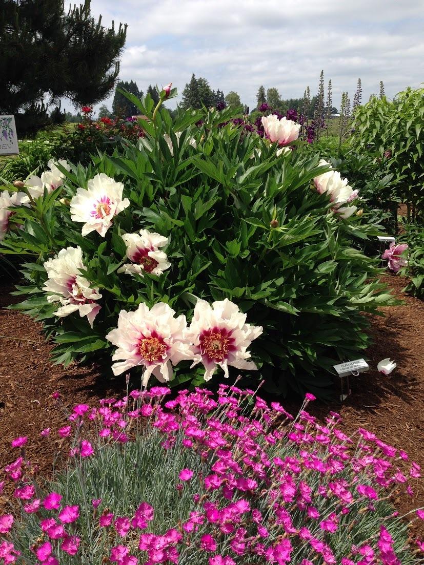 Roger F. Anderson, Fort Atkinson, Wisconsin in the Peonies forum ...