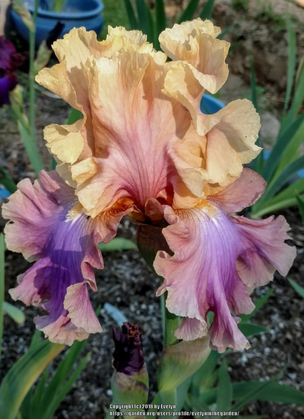 Photo of the bloom of Tall Bearded Iris (Iris 'Chasing Rainbows') posted by evelyninthegarden ...