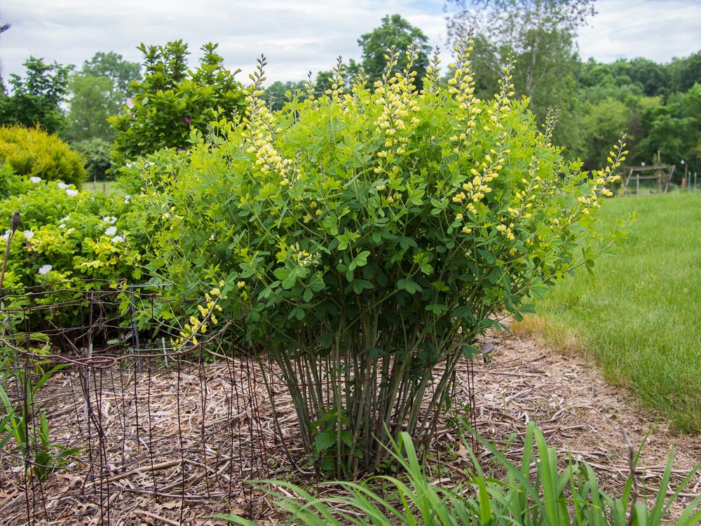 Photo of the entire plant of Wild Indigo (Baptisia 'Lemon Meringue ...