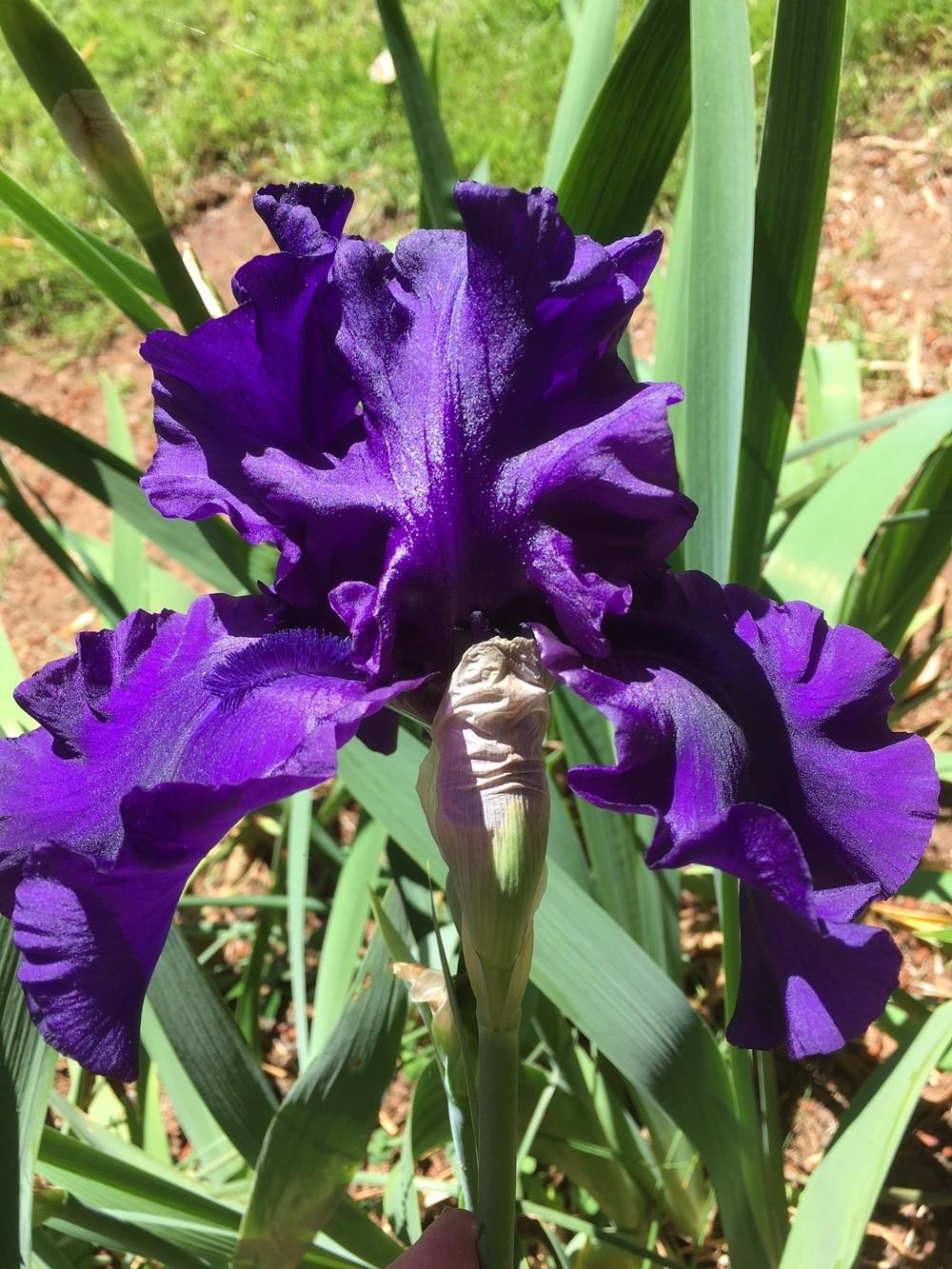 Photo of the bloom of Tall Bearded Iris (Iris 'Dusky Challenger ...