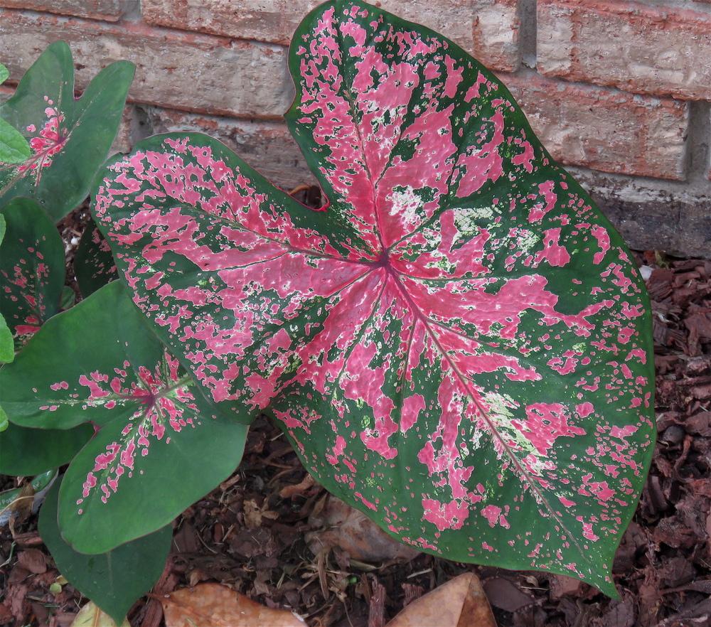 Caladiums: Plant Care and Collection of Varieties - Garden.org